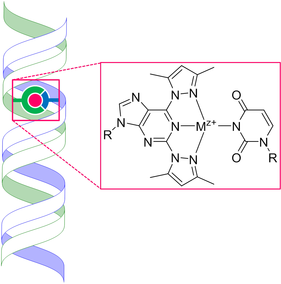 Metal-ion mediated base-pairing of nucleic acids | Bioorganic Group
